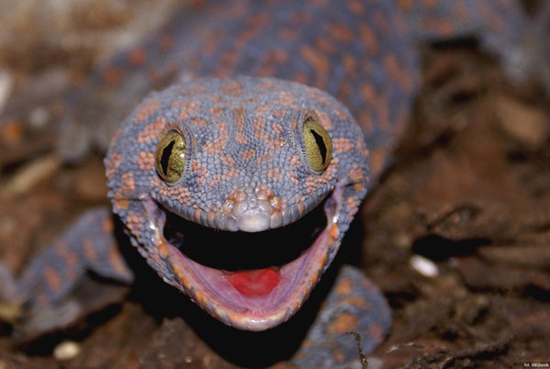 10 Imagenes de animales lindos posando - Frogx Three