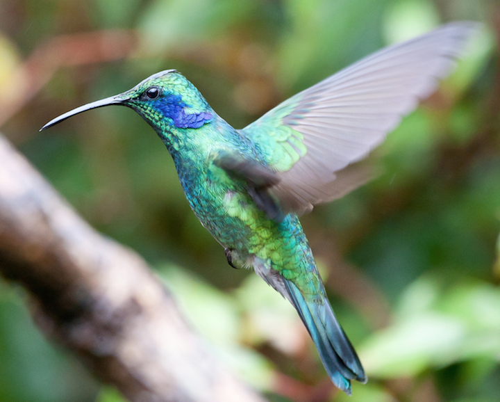 Hermosas fotografías de aves por Chris Morgan de Esc... - Frogx Three