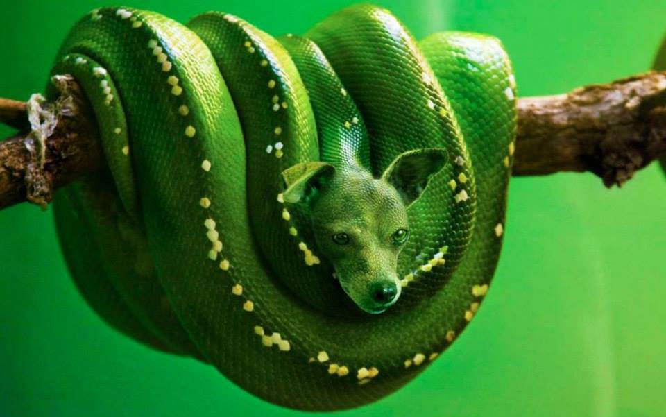 Graciosas fusiones de animales por Sarah DeRemer