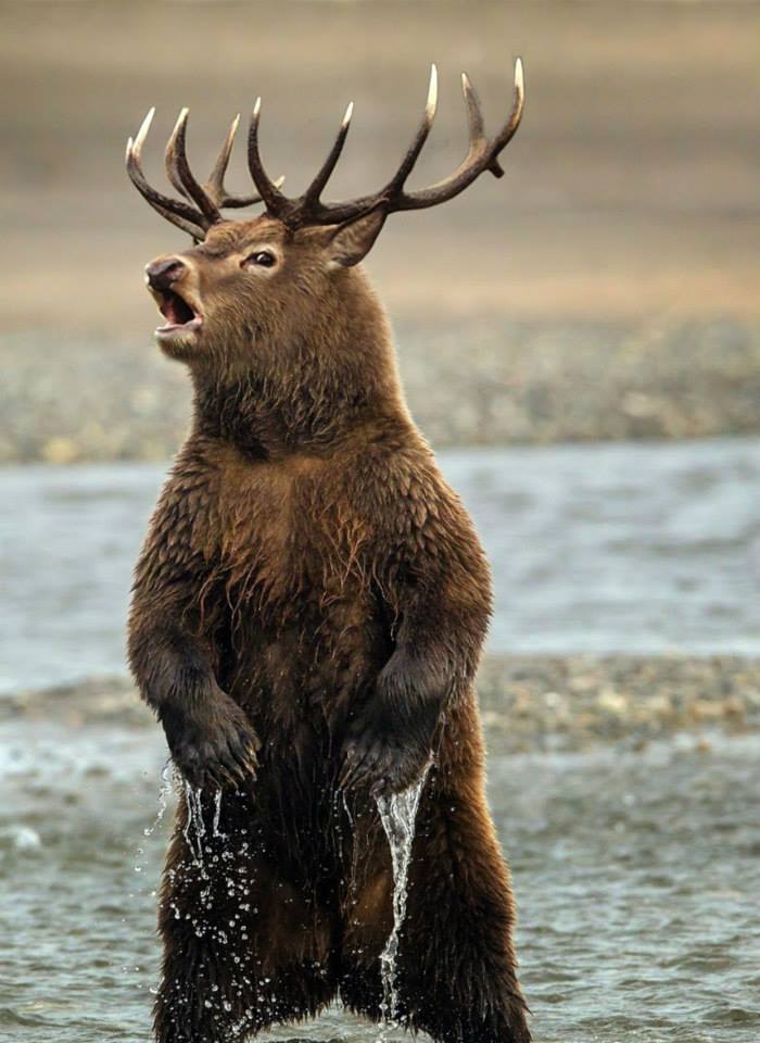Graciosas fusiones de animales por Sarah DeRemer