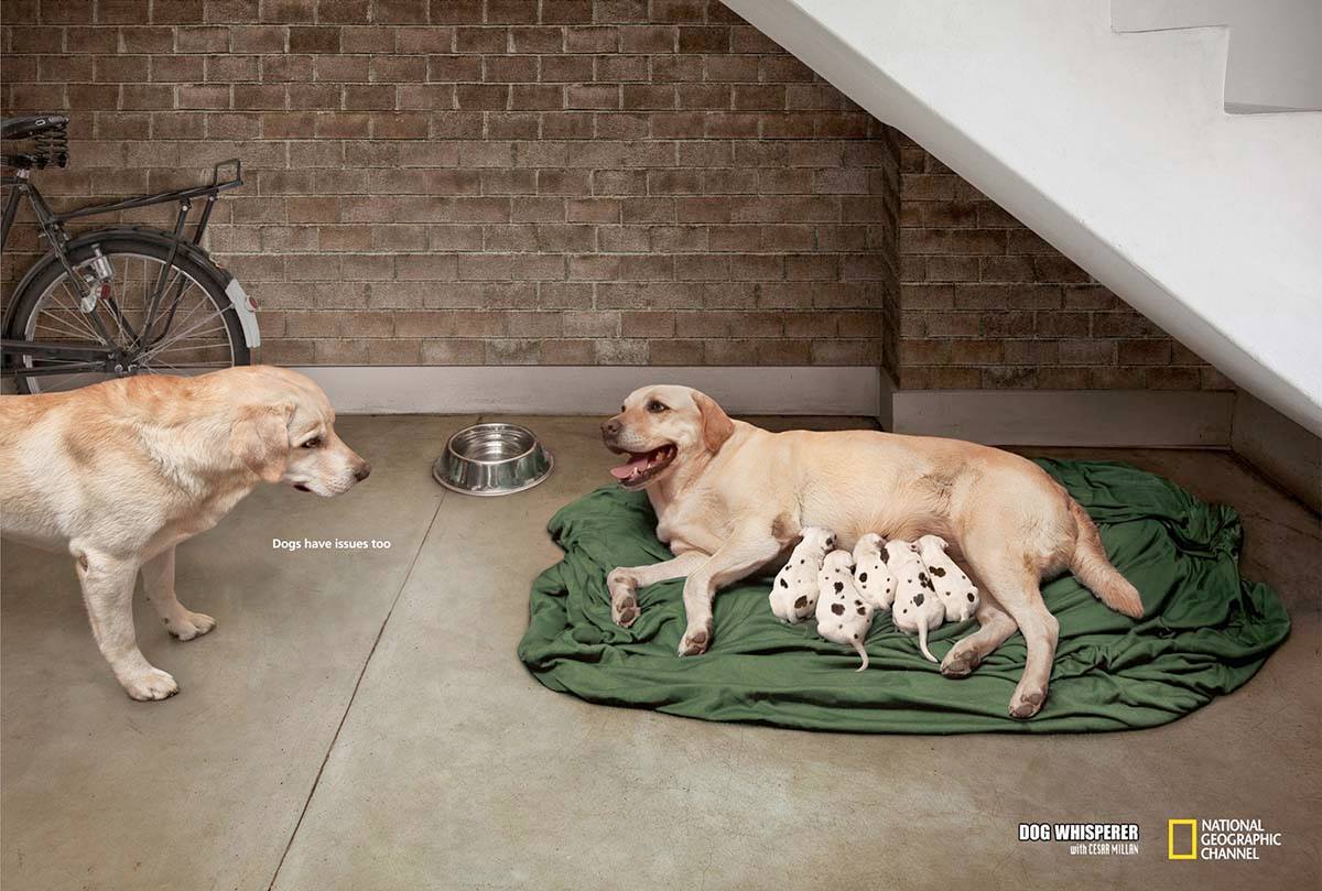 26 Carteles de publicidad con animales como protagonistas