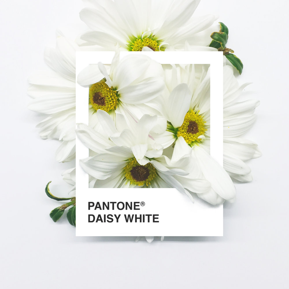 Pantone Flowers, un proyecto de color inspirado en flores - Diseño