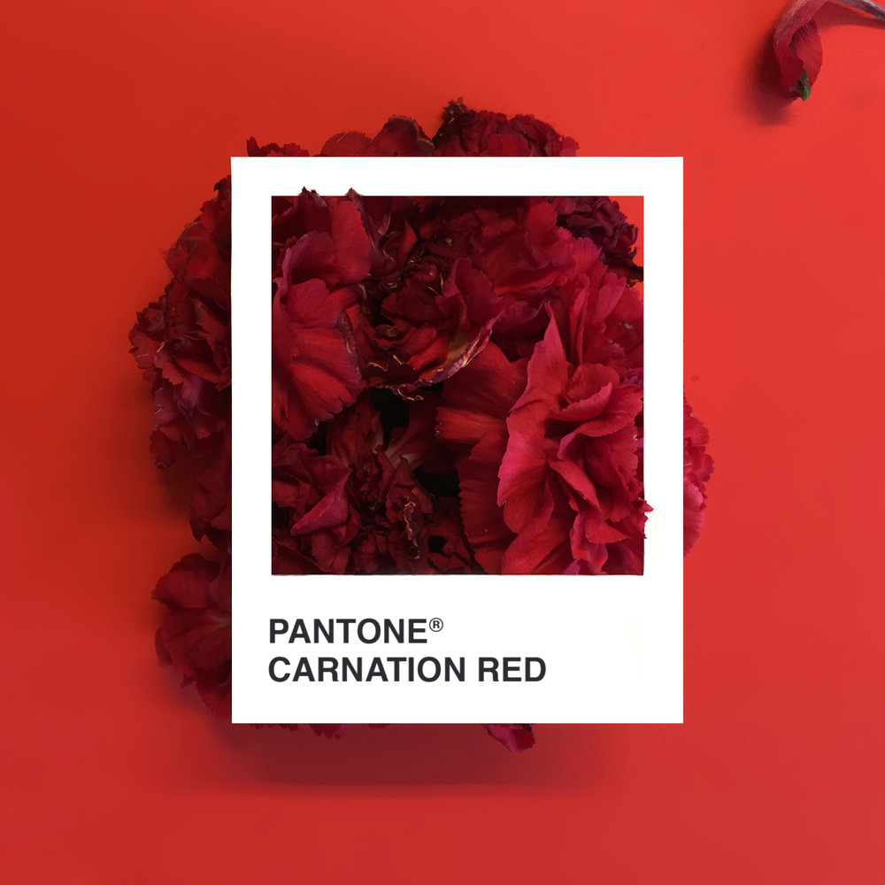 Pantone Flowers, un proyecto de color inspirado en flores - Diseño