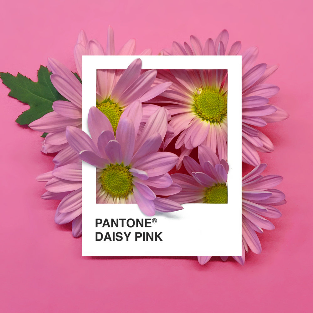 Pantone Flowers, un proyecto de color inspirado en flores - Diseño