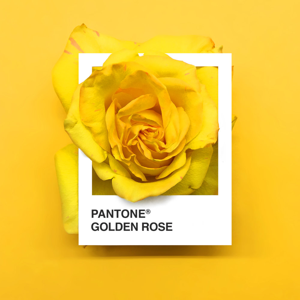 Pantone Flowers, un proyecto de color inspirado en flores - Diseño