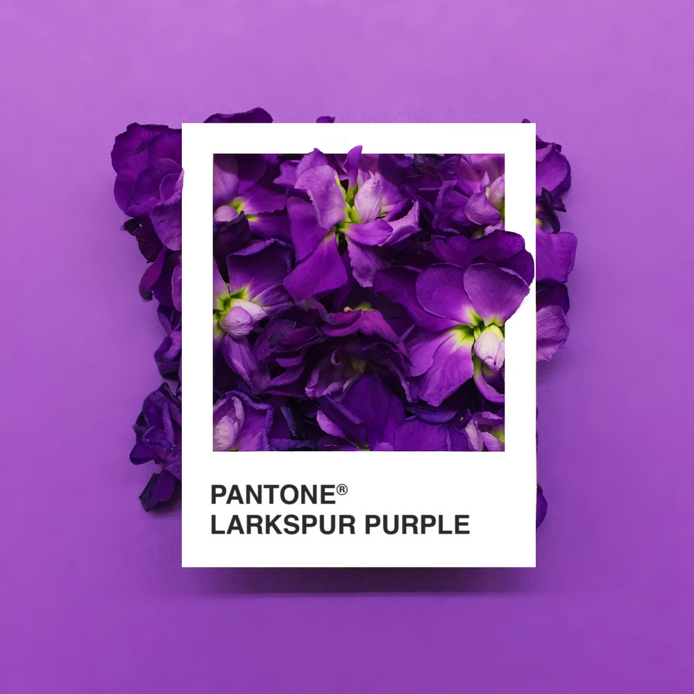 Pantone Flowers, un proyecto de color inspirado en flores - Diseño