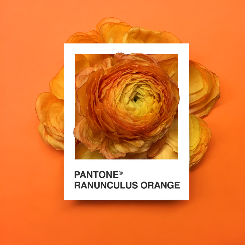 Pantone Flowers, un proyecto de color inspirado en flores - Diseño