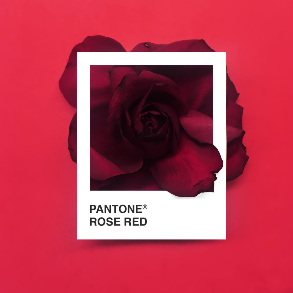 Pantone Flowers, un proyecto de color inspirado en flores - Diseño