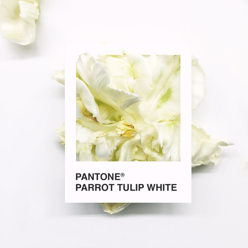 Pantone Flowers, un proyecto de color inspirado en flores - Diseño