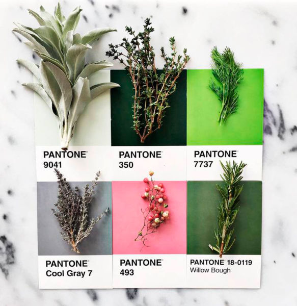Pantone Food, identificación de colores de alimentos... - Frogx Three