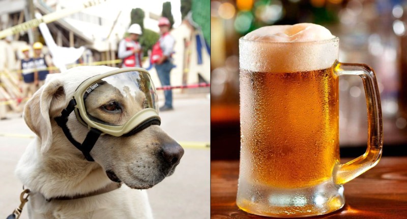 'Frida Marina', la cerveza inspirada en la perrita rescatista de México ...